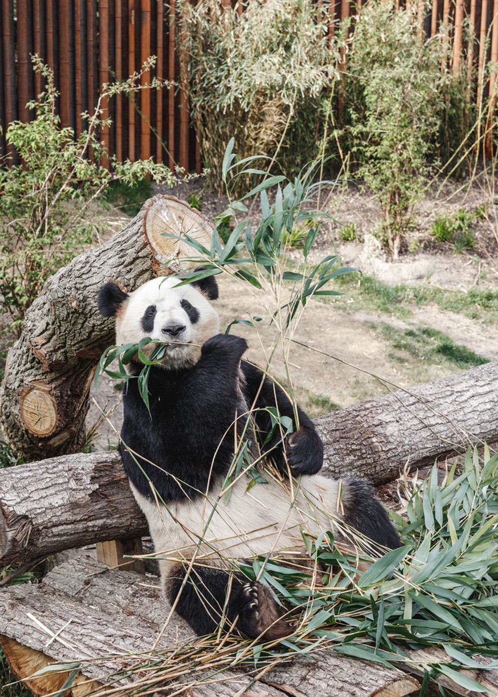 Panda House Observation Center