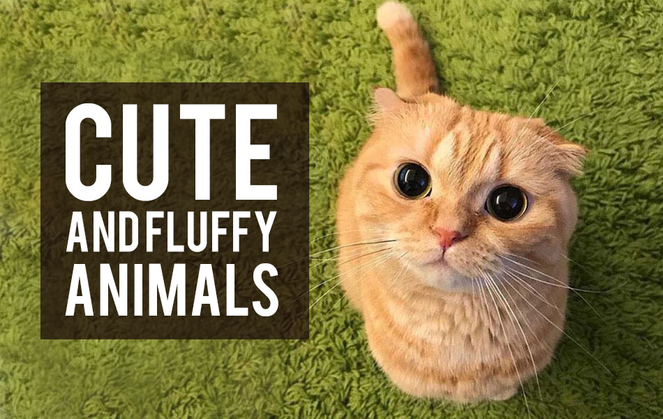 Cute and Fluffy Animals That Will Make You Feel Better